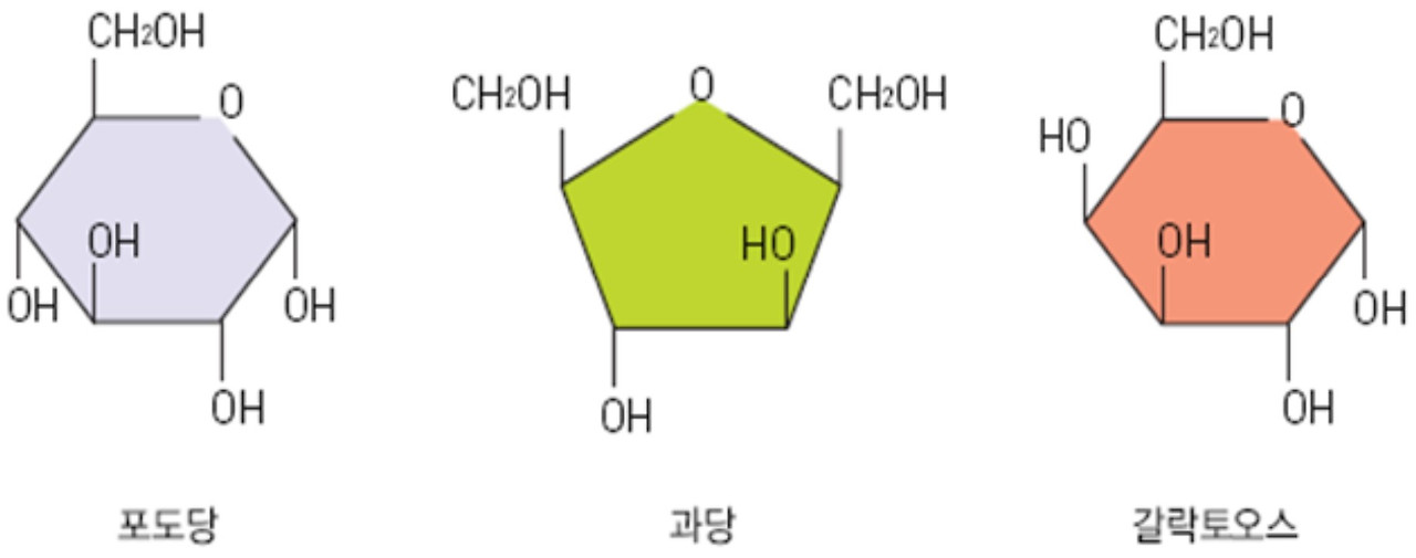 설탕 분자