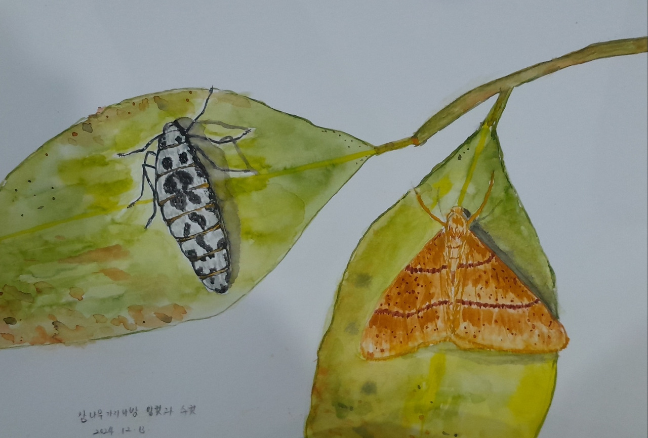 참나무겨울가지나방 암컷과 수컷
