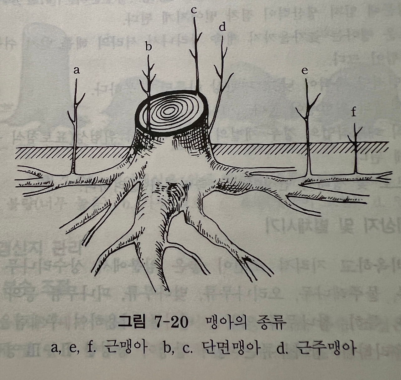 제주도 환상숲 곶자왈 그리고 맹아림