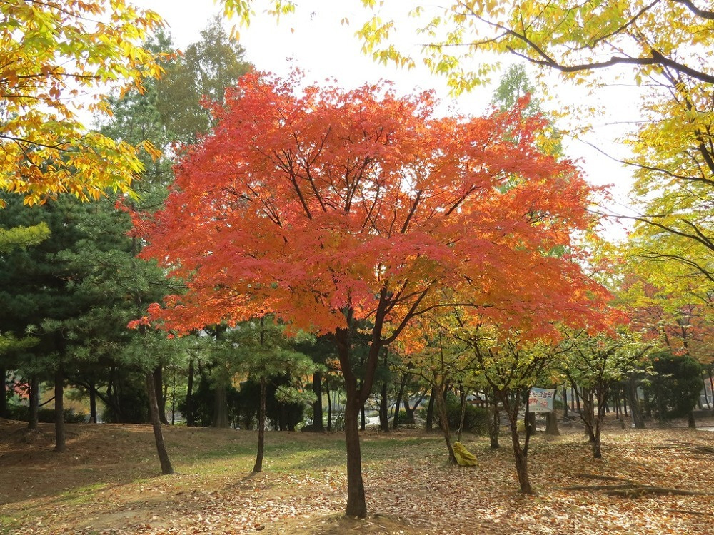 오리발 잎을 가진 중국단풍나무