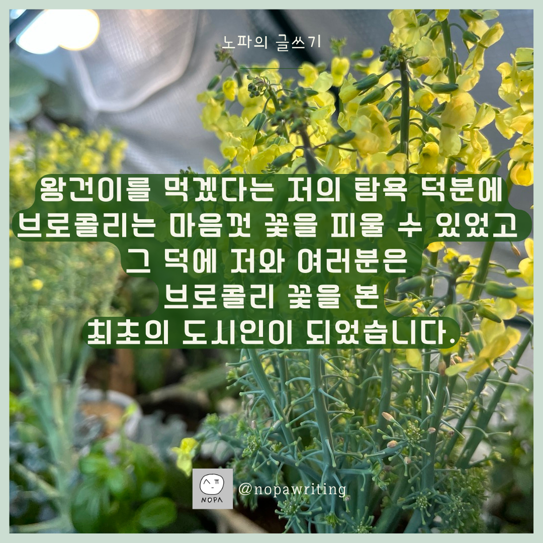 브로콜리 꽃 어떻게 생겼는지 궁금하지 않으세요