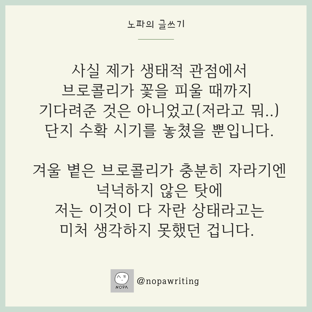 브로콜리 꽃 어떻게 생겼는지 궁금하지 않으세요