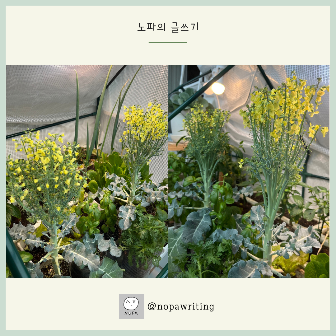 브로콜리 꽃 어떻게 생겼는지 궁금하지 않으세요