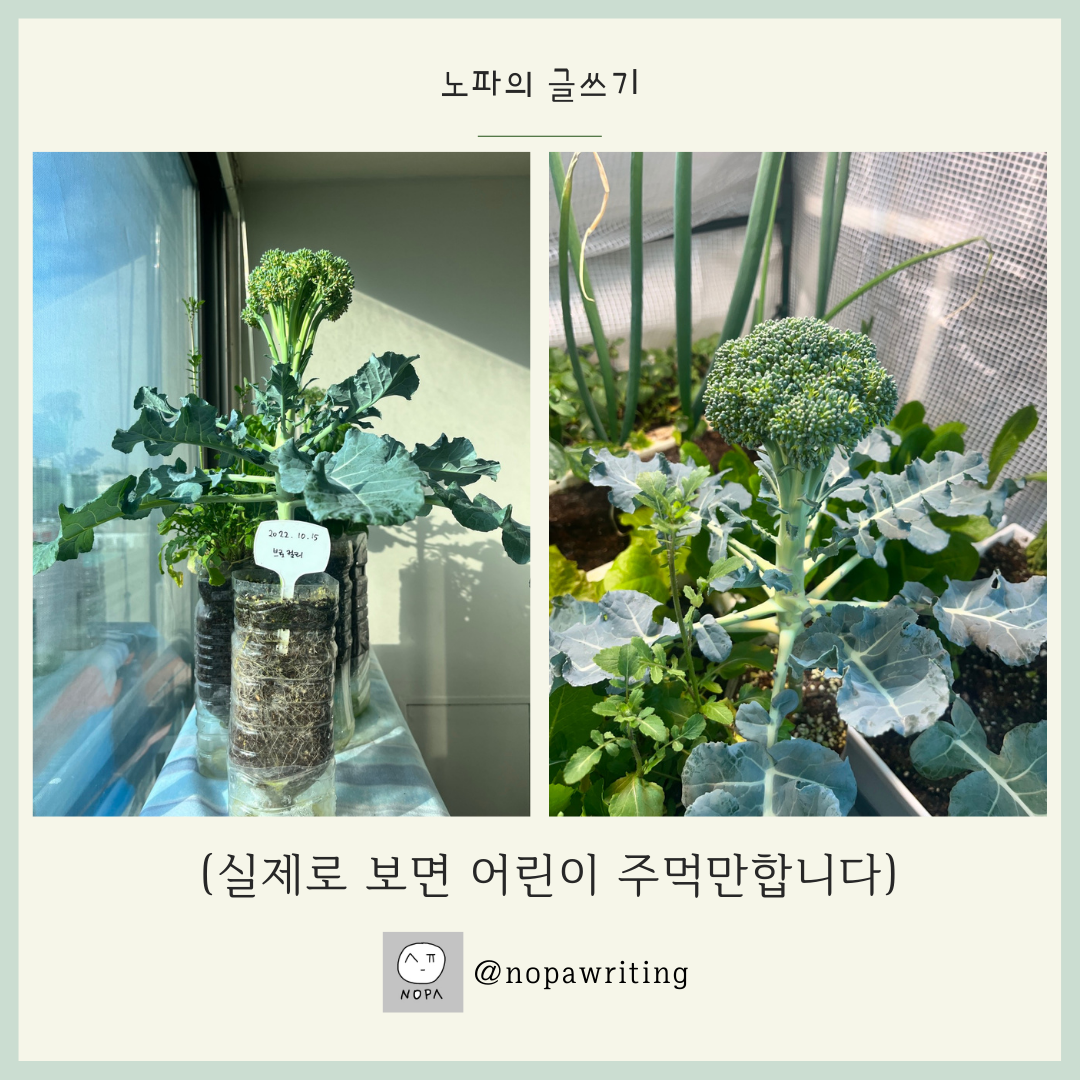 브로콜리 꽃 어떻게 생겼는지 궁금하지 않으세요