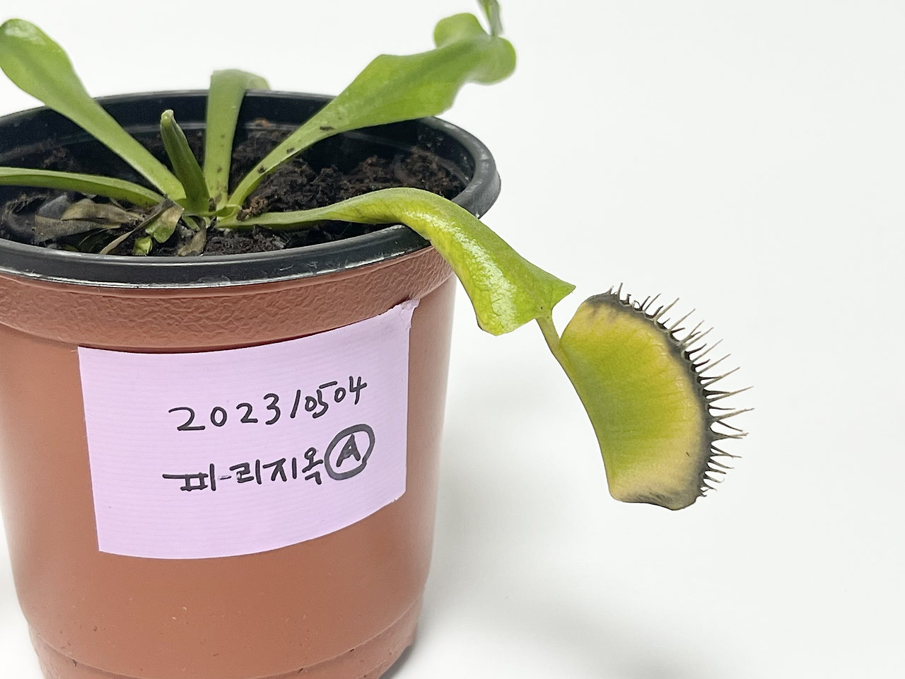 파리지옥이 죽어간다
