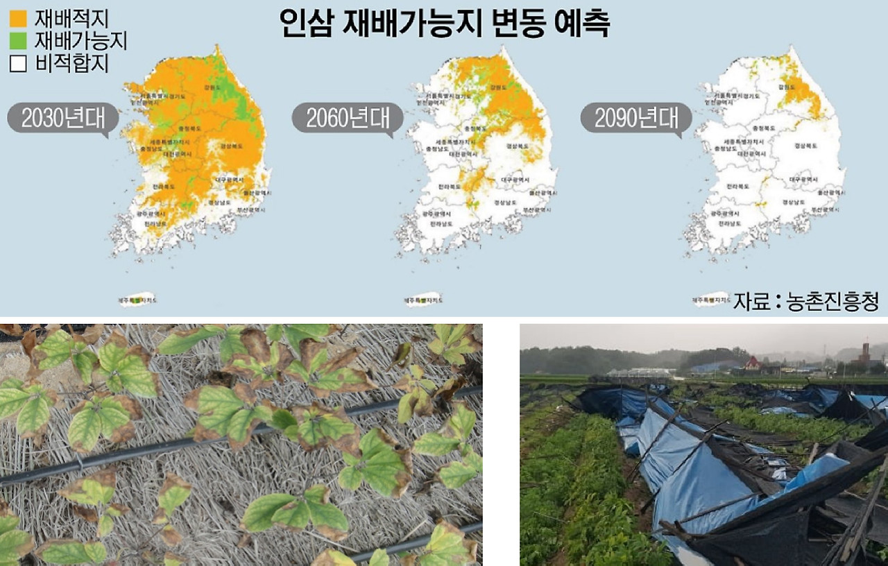 13화 스마트팜과 인삼산업의 미래