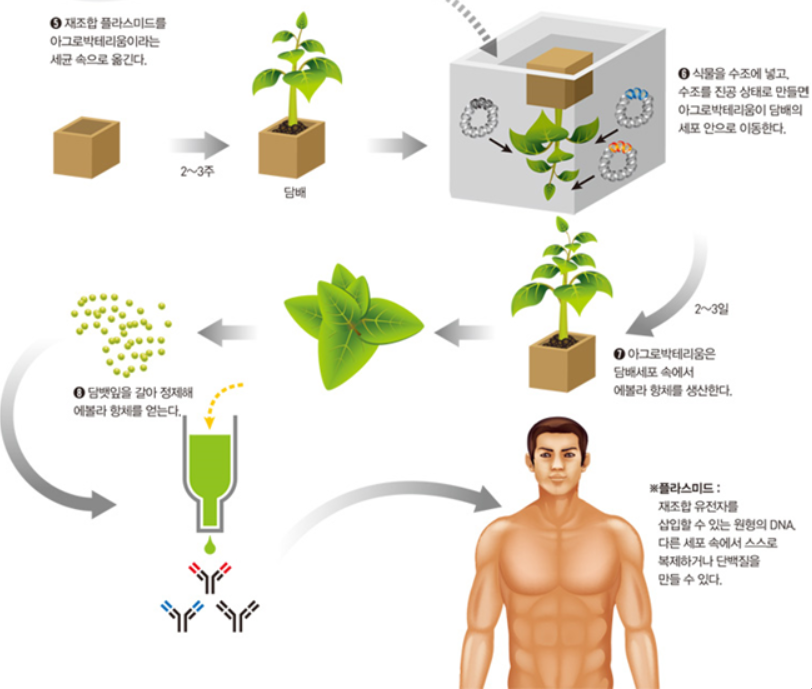 11화 스마트팜과 식물백신