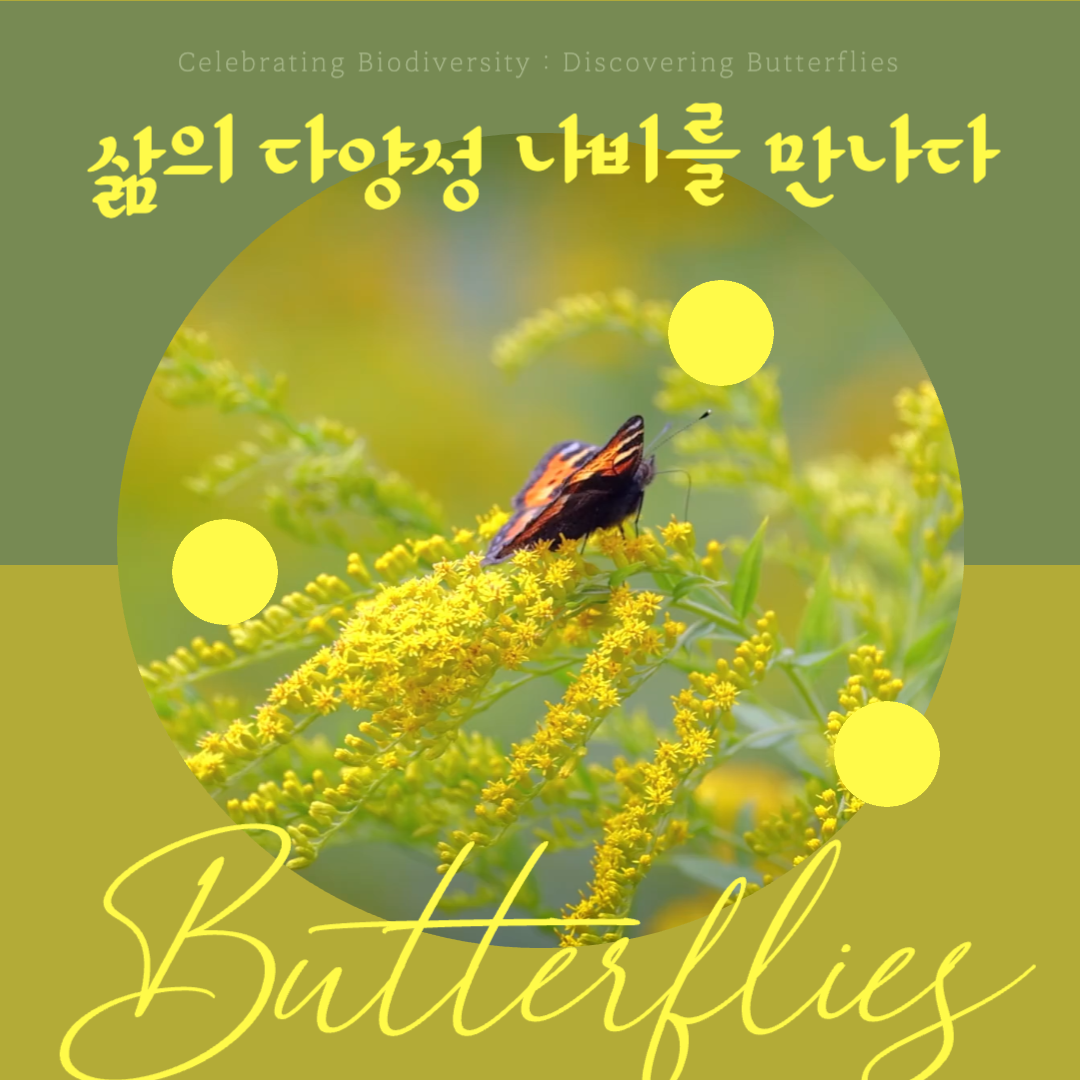 미리캔버스 동영상 템플릿 나비