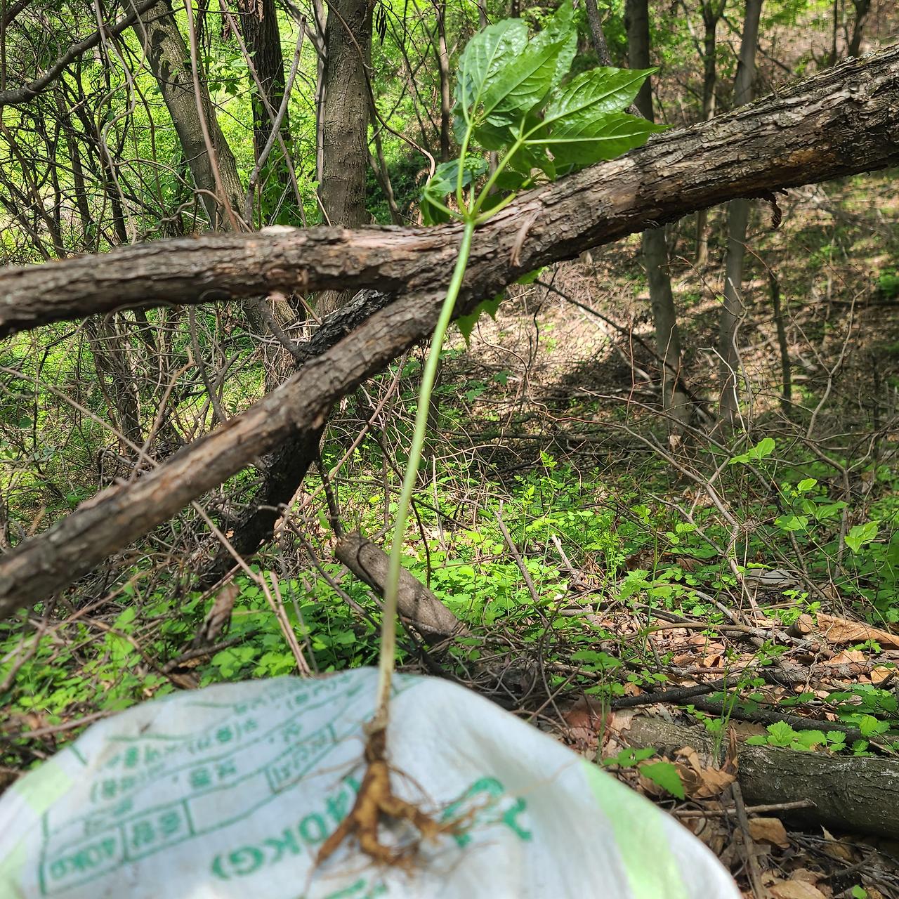 심봤다 산삼 드디어 발견 산더덕 자연산 취나물