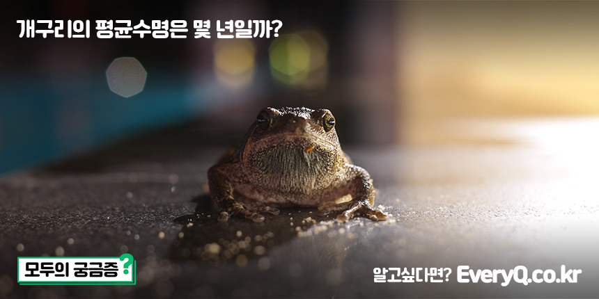 개구리의 평균수명은 몇 년일까 개구리 수명 청개구리 수명 두꺼비 수명