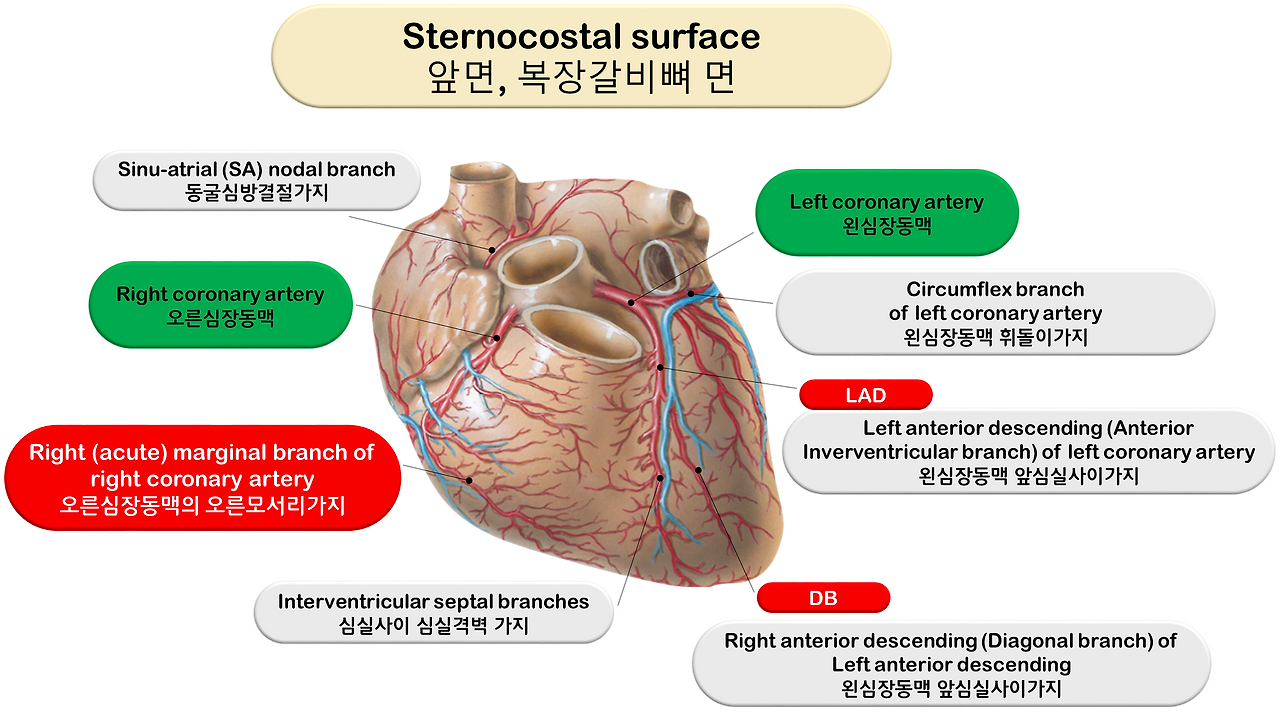 ️ ️stemi 심전도 분석 St분절 상승에 따른 심근경색