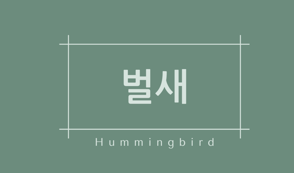 벌새hummingbird특징서식지종류천적수명몸무게꿈해몽