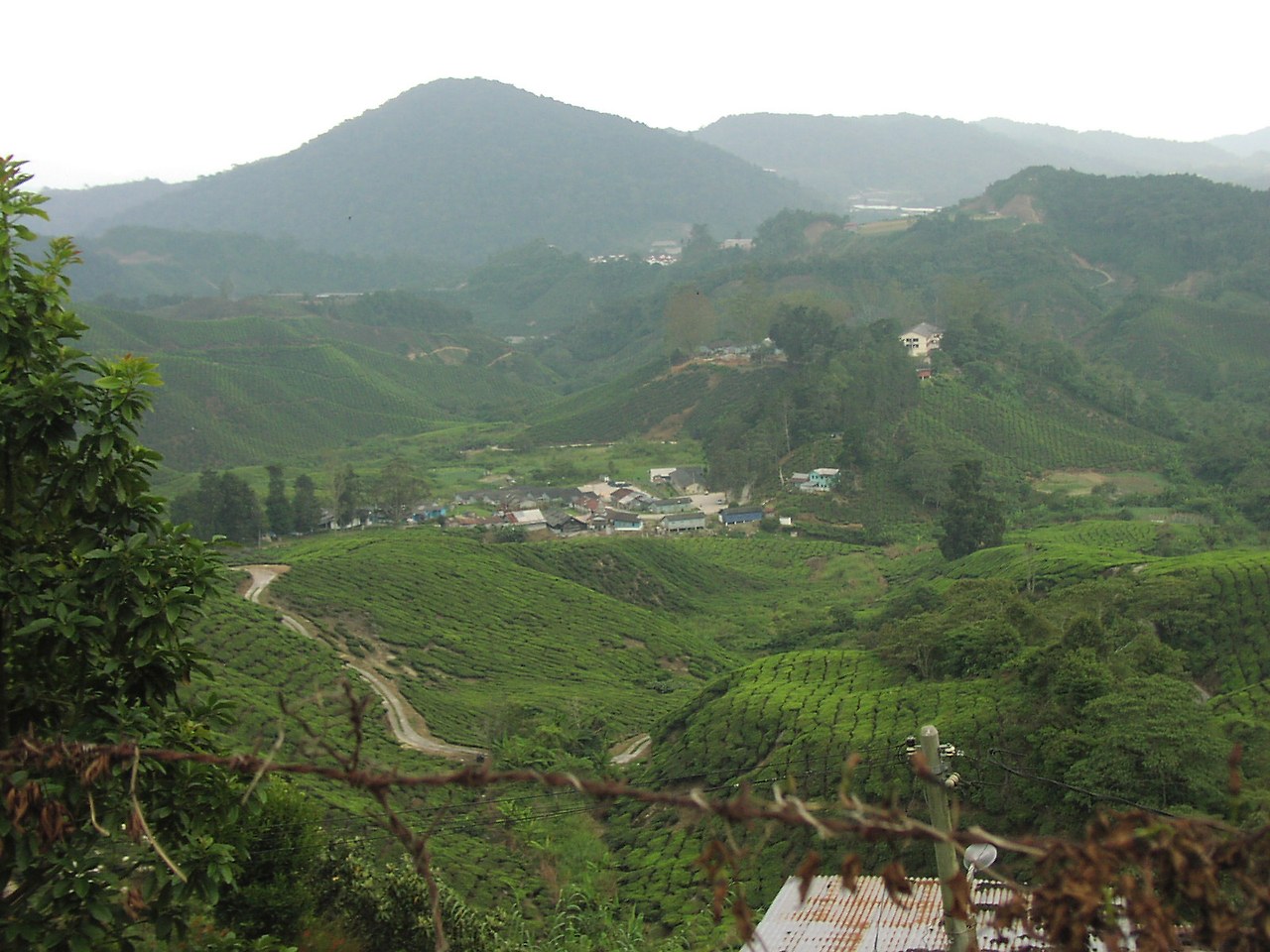말레이시아 차밭 카메론 하이랜드cameron Highland 여행기
