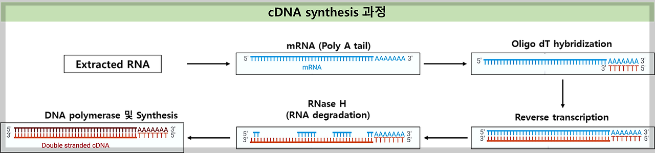 cDNA (complementary DNA) 합성 Protocol :: 정보를 주는 앙과장