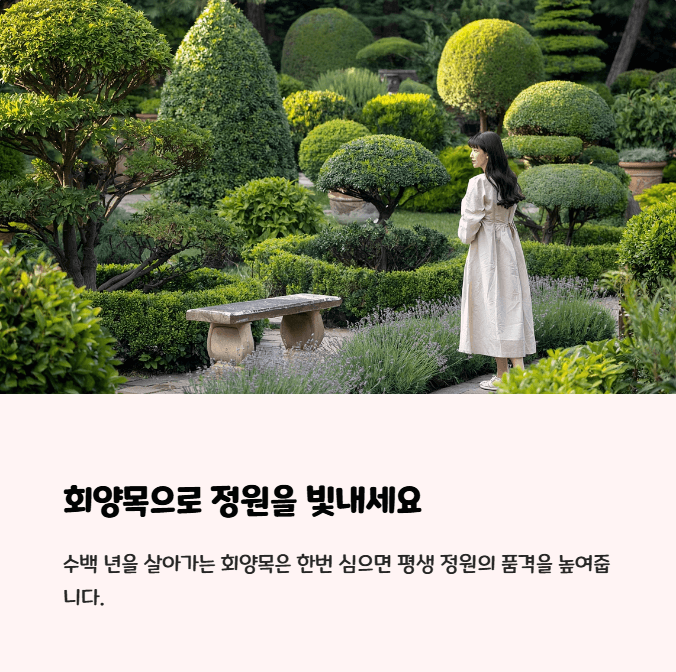 회양목 키우기 전지시기 및 방법 개화시기 꽃 병충해 묘목 심는 방법 열매