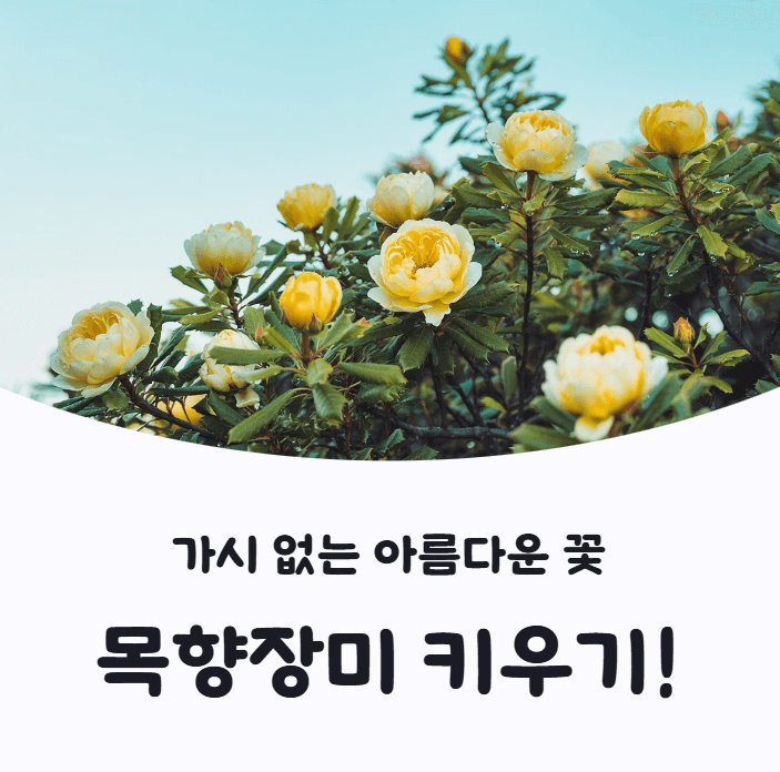 목향장미 키우기 삽목 및 묘목 심는 시기 및 방법 월동 개화시기 꽃 꽃말