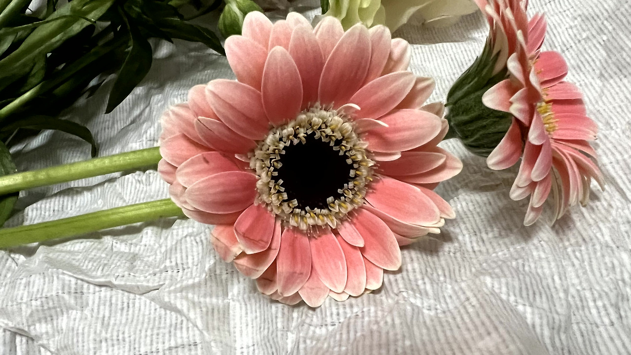 꽃 정보 01 거베라 피콜리니picollini 꽃말 관리 방법