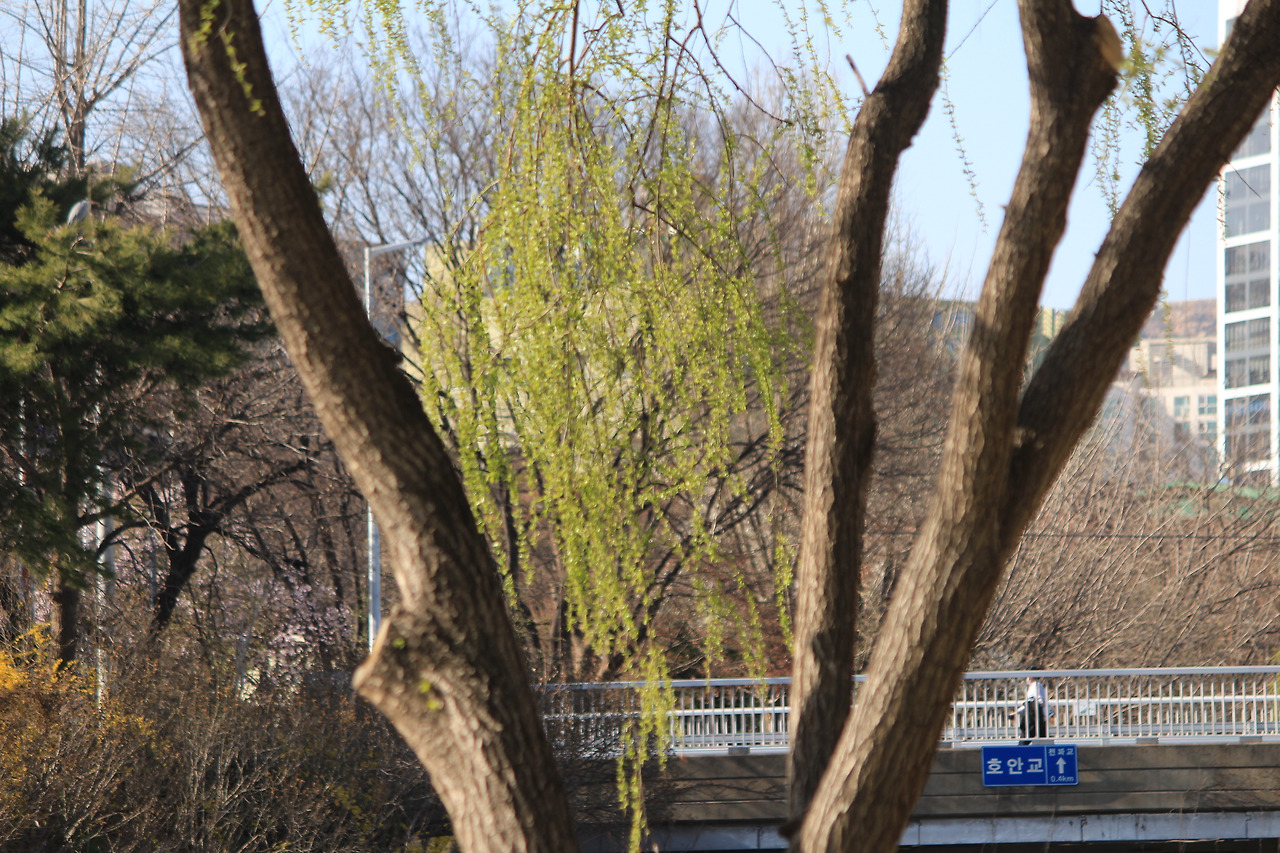 202300326 안양천과 학의천에서 보기 어려워진 연두빛 물결