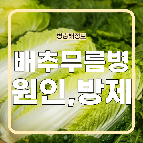 배추 무름병 농약원인방제