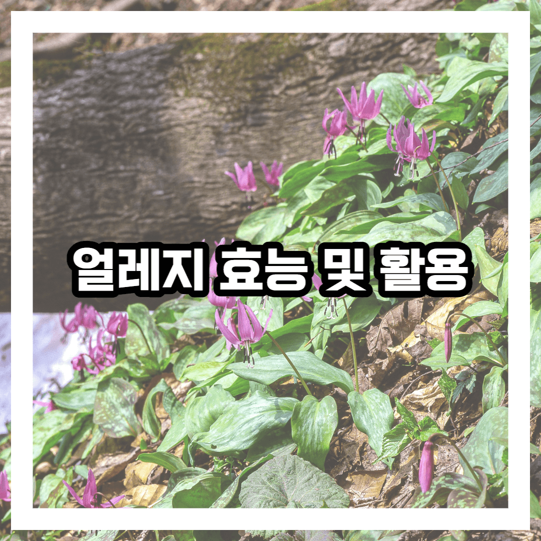 얼레지 특징 효능 성분 채취법 활용법 먹는법 부작용 정리