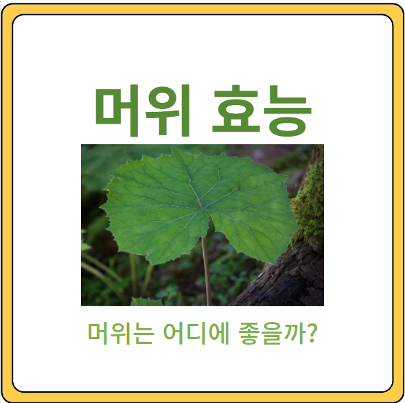 머위 효능 머위 부작용