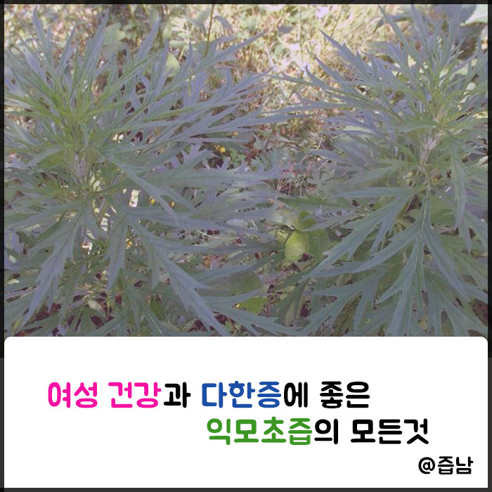 어머니에게 좋은 약초 생리불순 자궁에 좋은 익모초즙의 효능 과 부작용