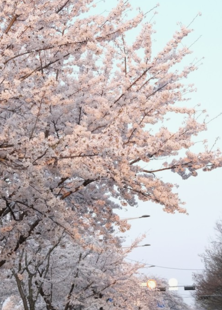 벚꽃 개화시기 및 벗꽃 축제 명소 확인