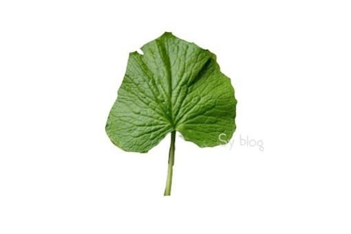 와사비잎 추출물 효능 부작용 소연