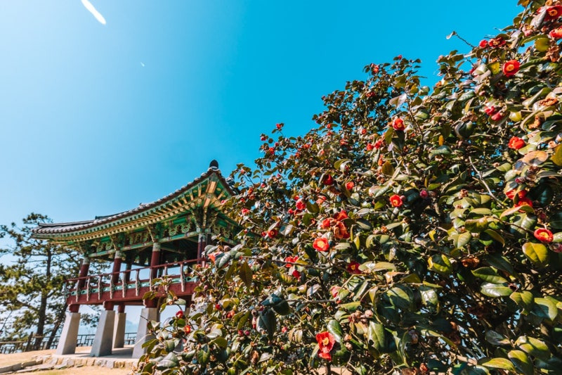 충남 동백꽃 명소 3월 개화 만개시기 태안 천리포수목원 서천 마량리 동백나무 트래블아카이브인아시아