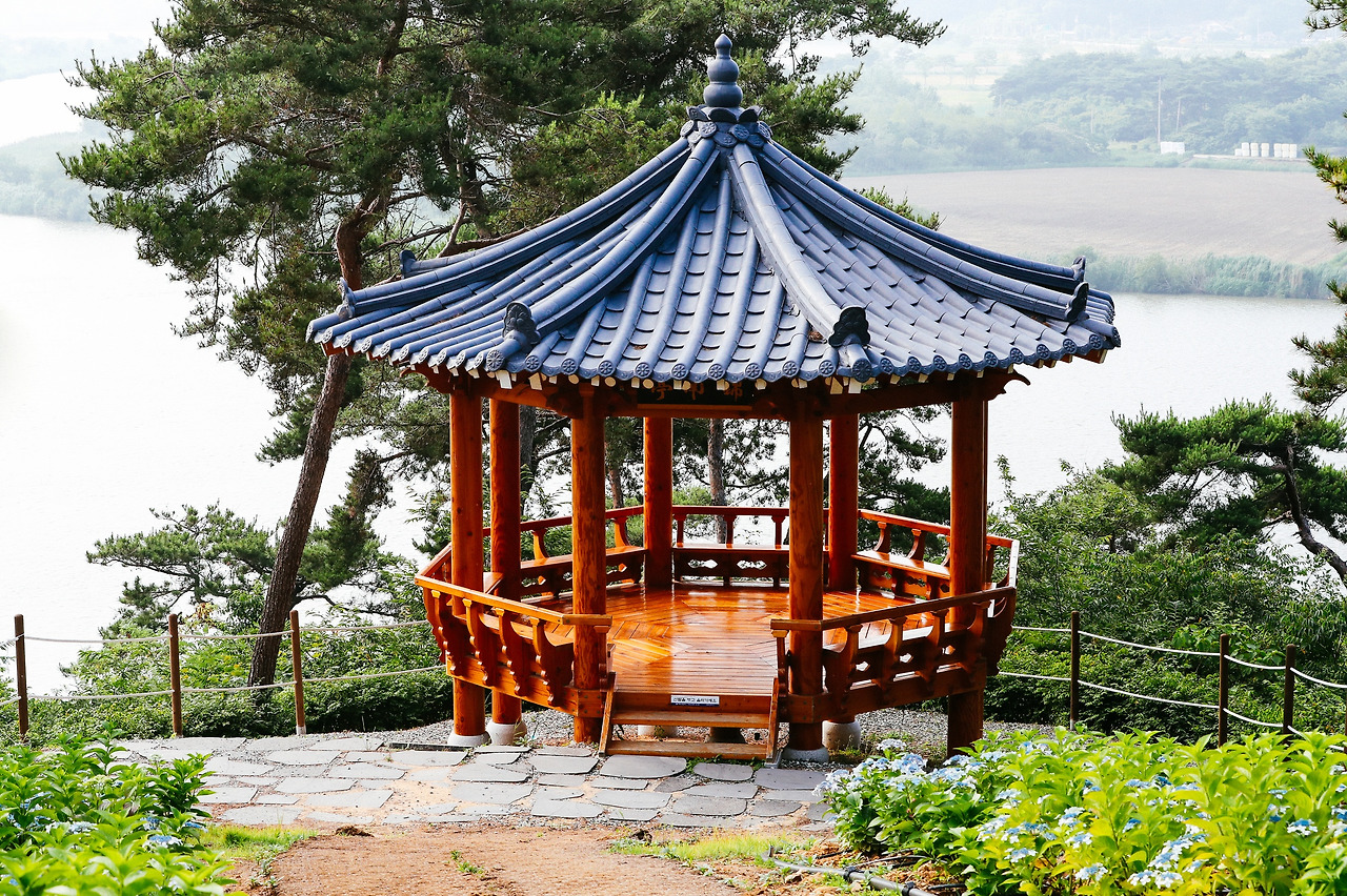나주 느러지 전망대 수국