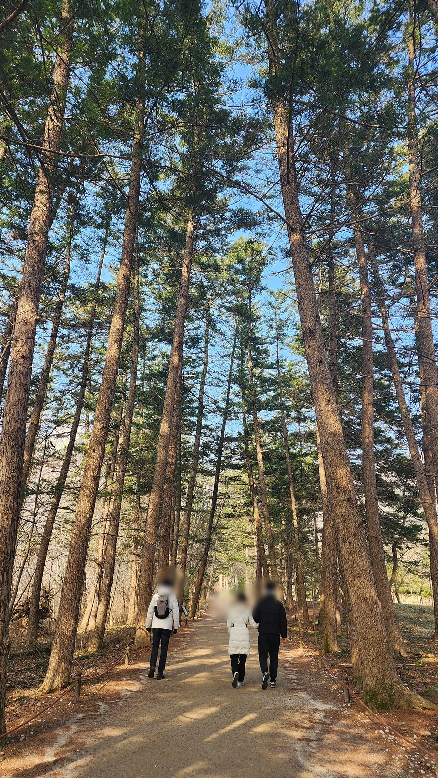 전북 부안 내소사 시외버스 정류소 시간표 내소사 전나무숲길 풍경