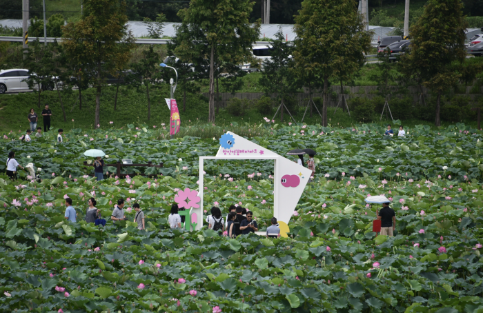 함안 연꽃테마파크 여름이면 꼭 가봐야 할 연꽃 명소 총정리 민또s 나눔터