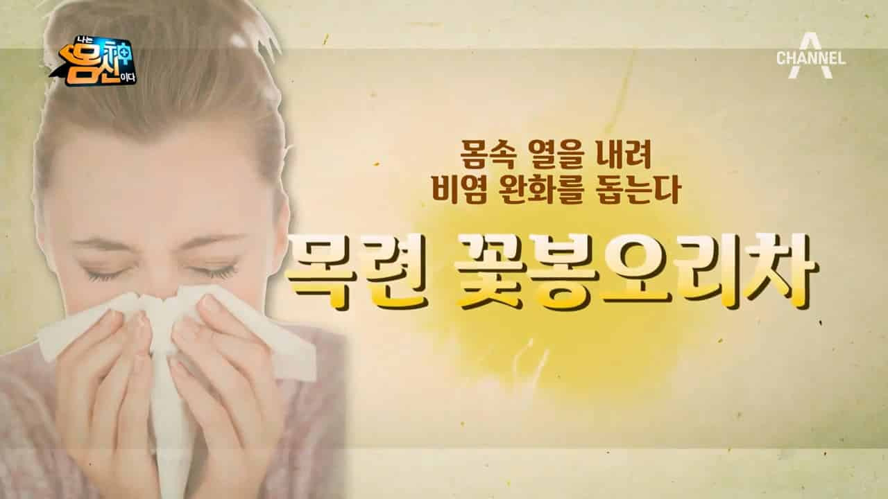 비염에 좋은 차 목련 꽃봉오리차 만드는 방법