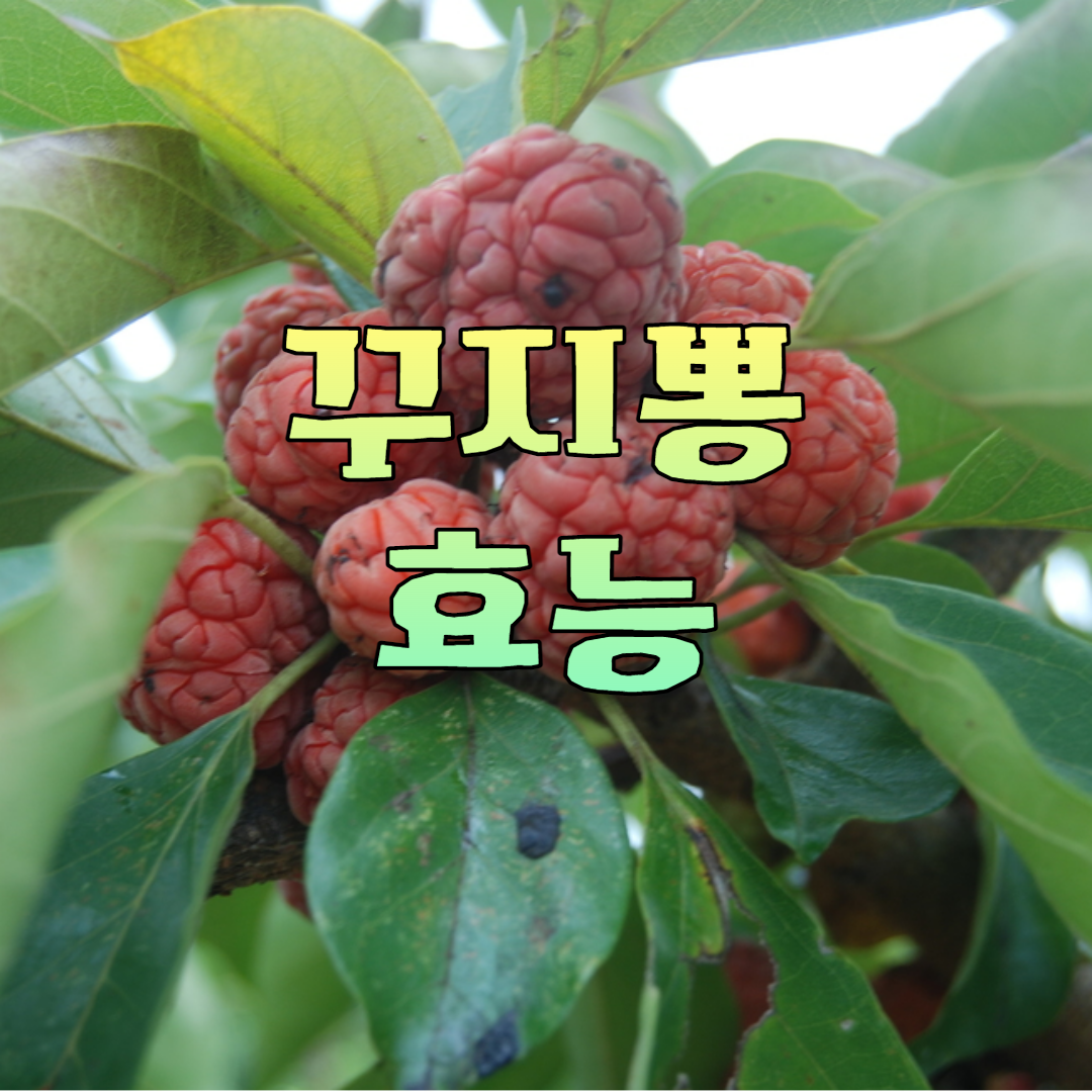 꾸지뽕 효능 성분 먹는방법 부작용