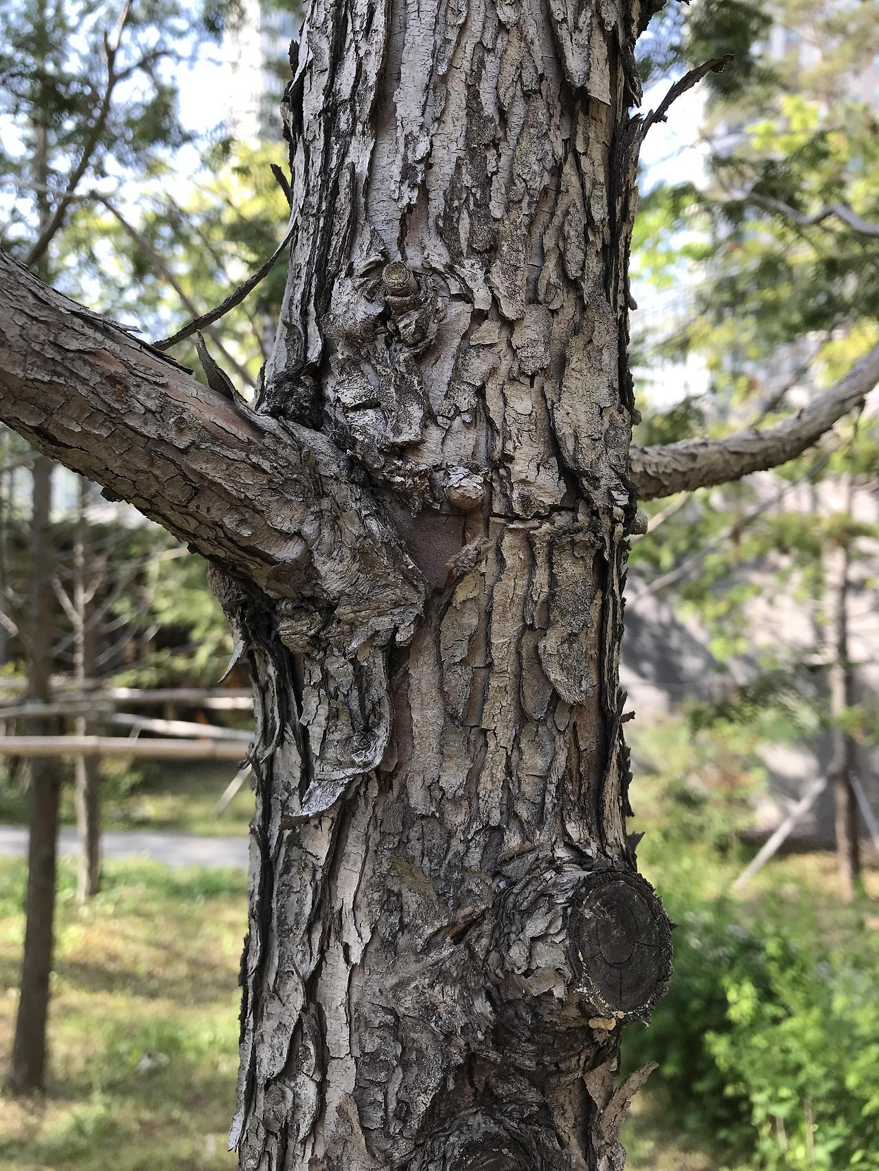 측백나무과 흔히 보이는 세가지 나무 구분 측백나무 편백 화백