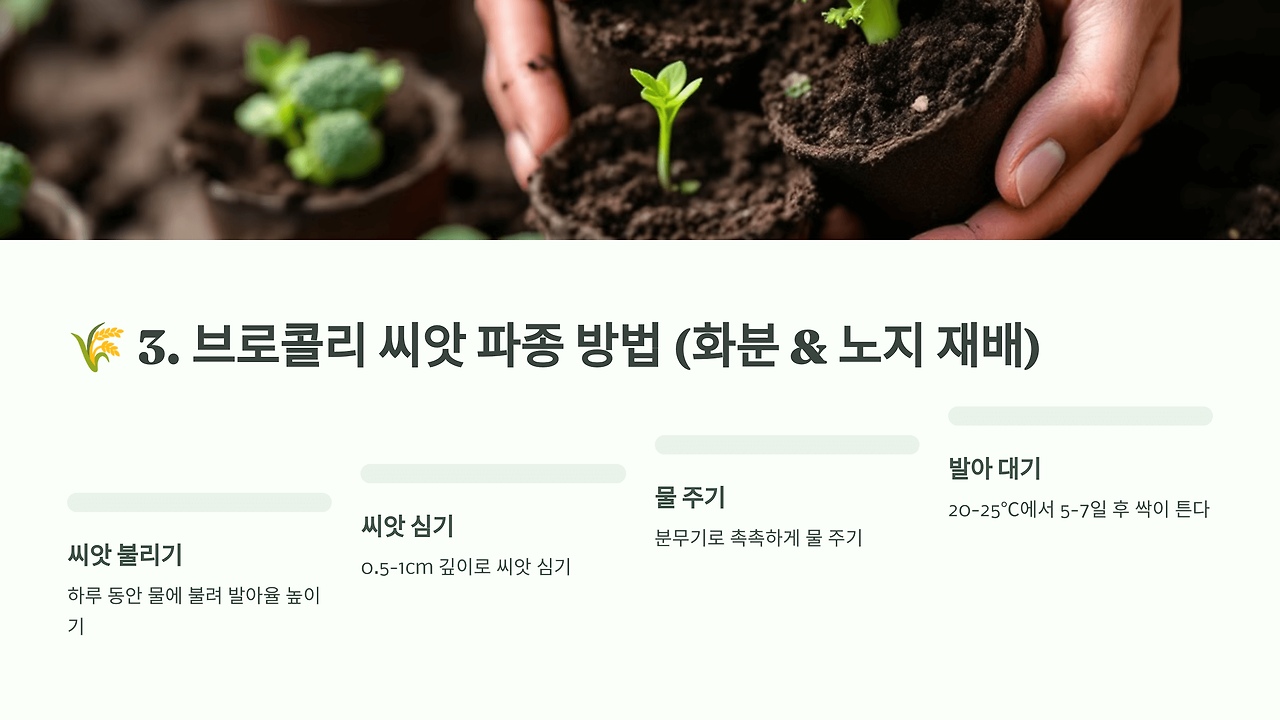 브로콜리 재배 방법 심는 시기 파종 시기