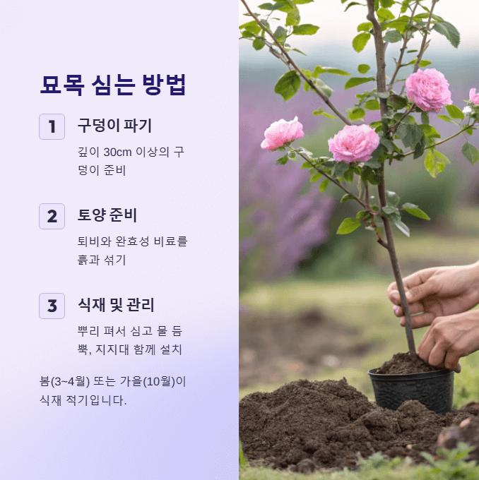 넝쿨 장미 키우기 꺽꽂이삽목 시기 및 방법 울타리 지지대 병충해 묘목 심기 꽃말