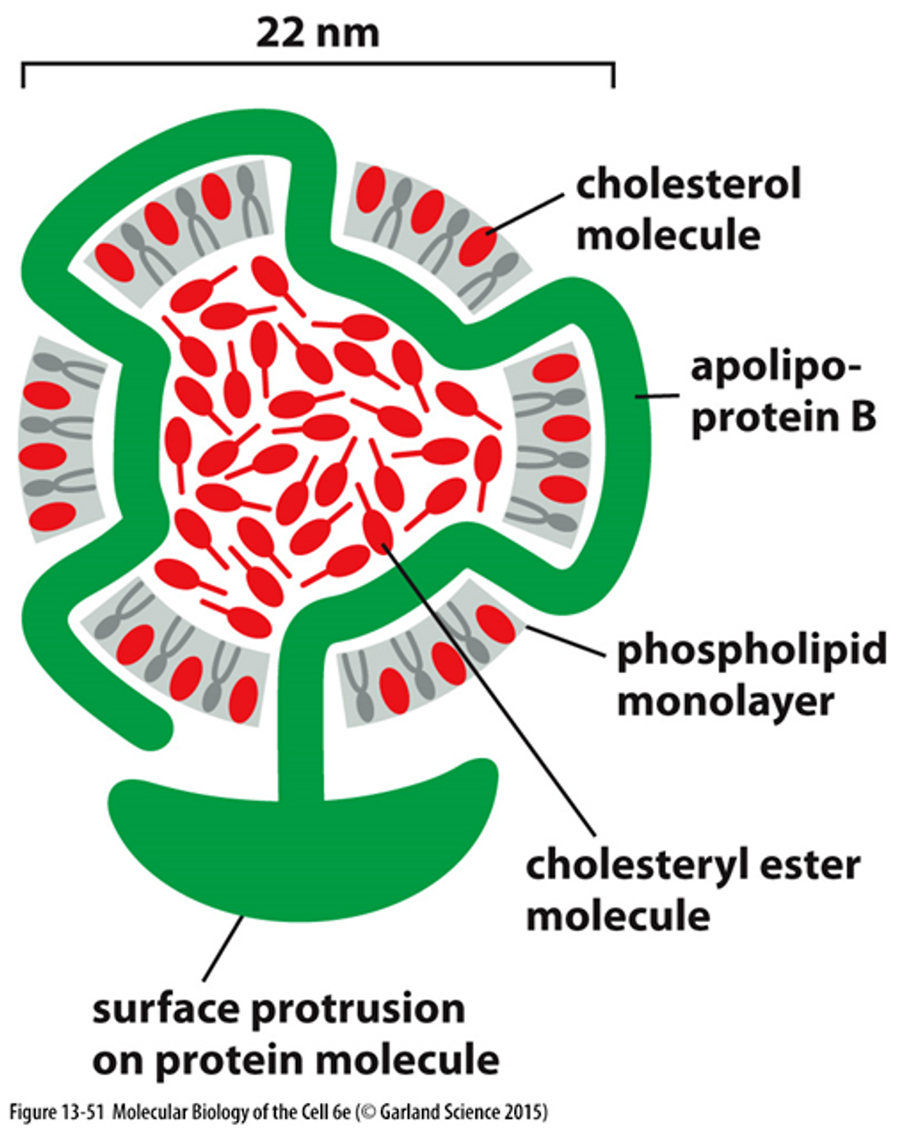 세포생물학 62 Exocytosis세포외유출 Endocytosis세포내유입