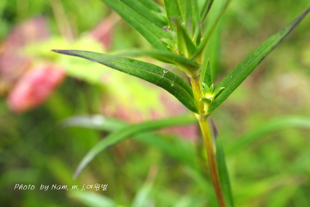 진퍼리용담(용담과 용담속) Gentiana scabra f. stenophylla (H. Hara) W. K. Paik & W ...