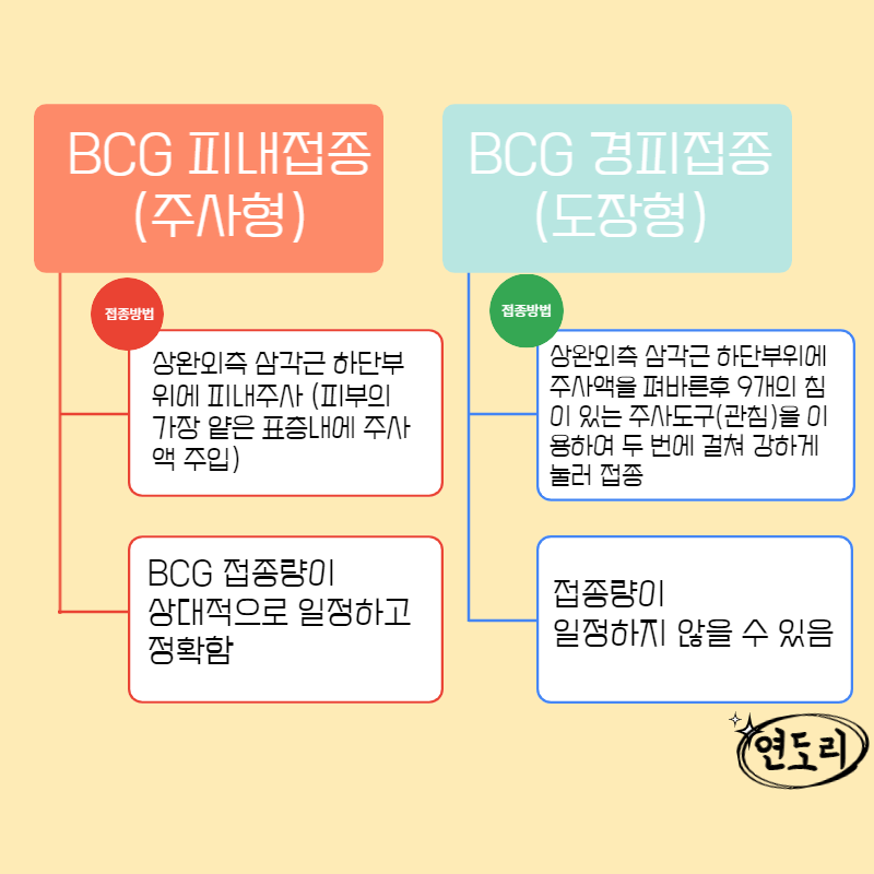 신생아 Bcg란 Bcg 총정리경피용피내용 차이점