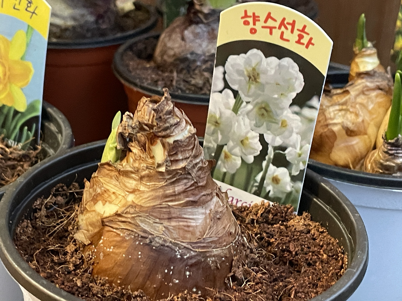 수선화 꽃말수선화 키우기 And 수선화 구근물주기 일조량