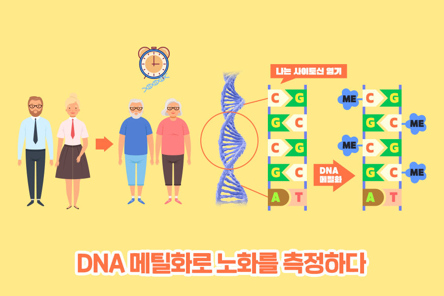 노화를 늦추는 방법 저속노화