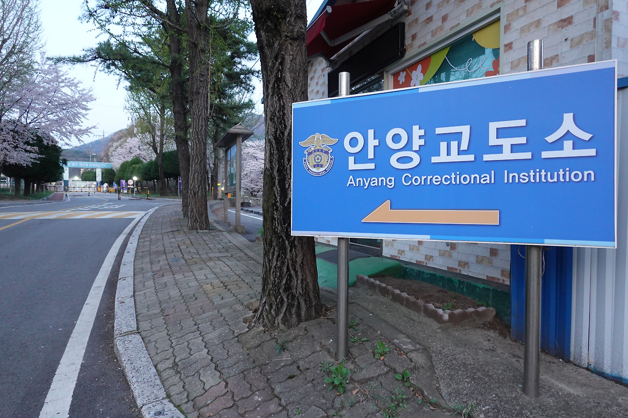 20240407 안양 벚꽃 명소 안양교도소앞 교정로 벚꽃길