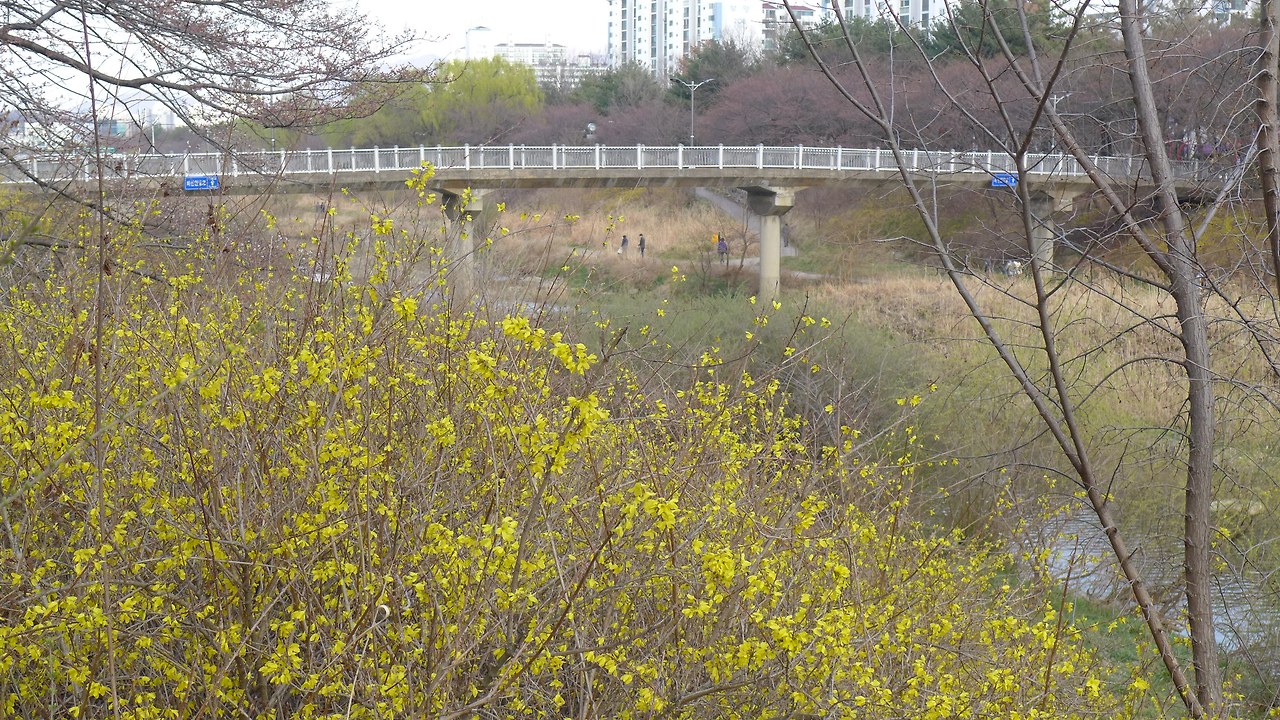 20210322 안양천학의천에 안양시 상징꽃 개나리 만발했어요