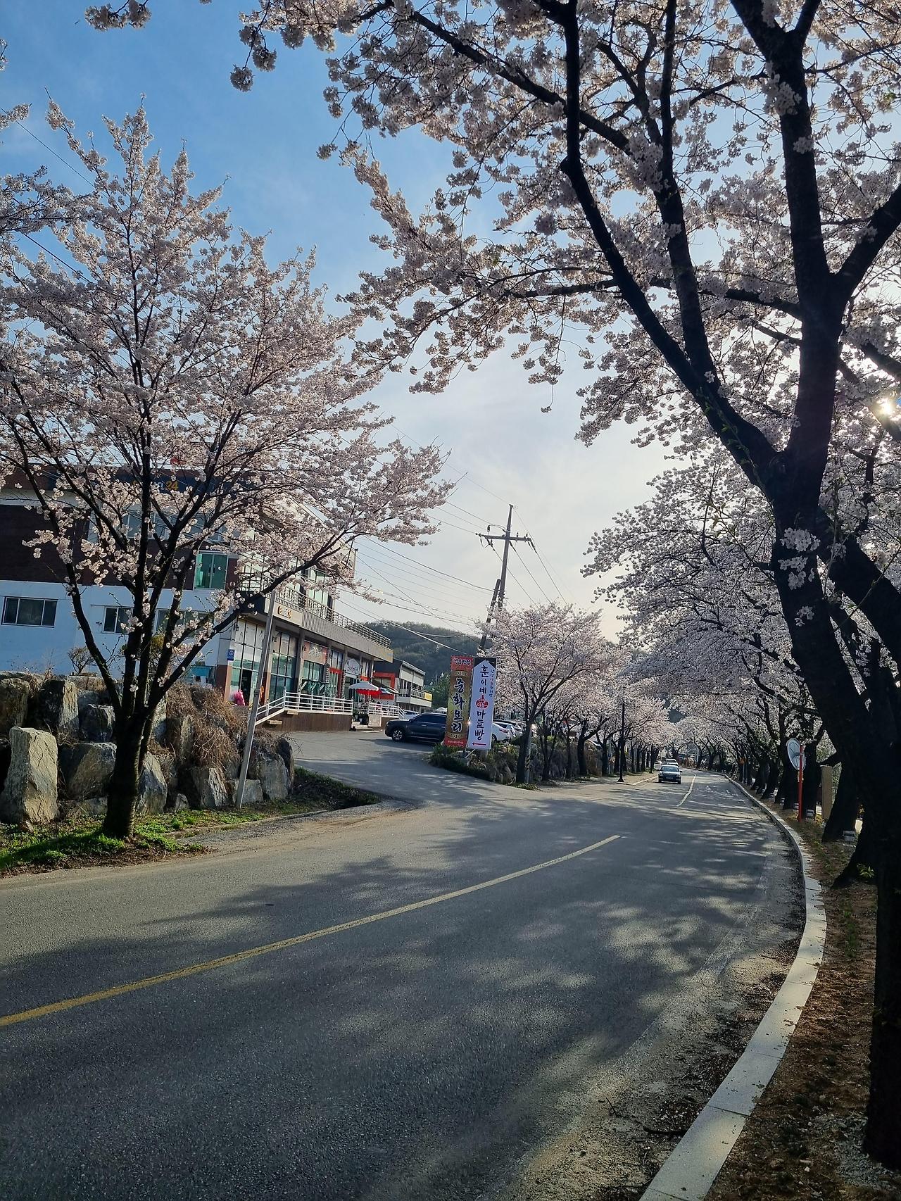 충주 벚꽃 충주호 벚꽃길 물레방아공원 Vs 제천 벚꽃청풍호 벚꽃 청풍문화재단지 벚꽃구경에 진심 개화시기
