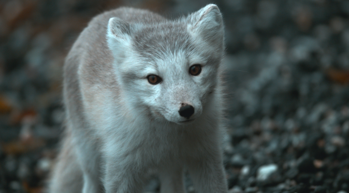 2024 KBS1 신작 대기획 다큐 '빙하 3부작' 공개! 3/7~3/21 목요일 밤 10시