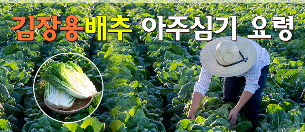 김장배추 심는시기 방법