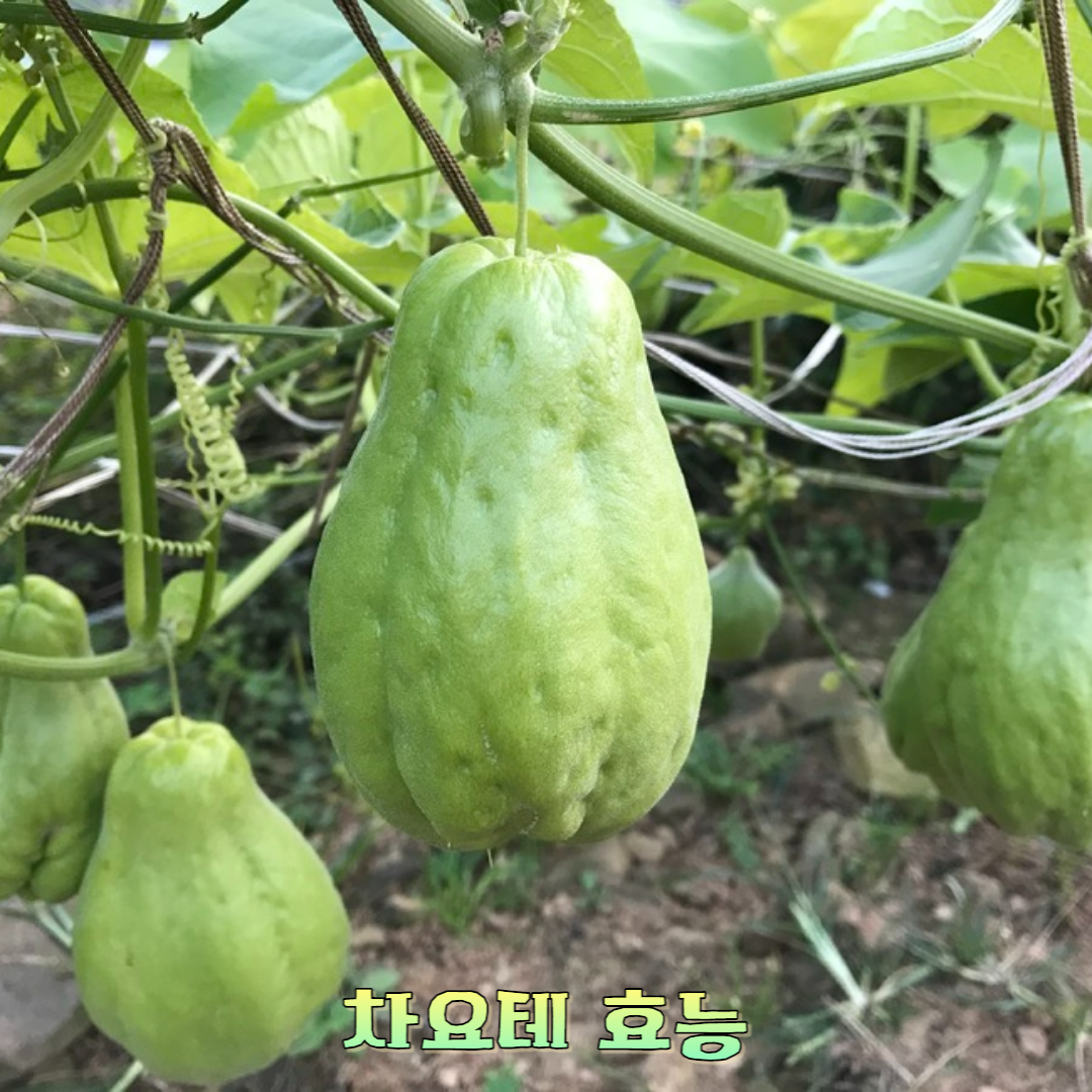 차요테 효능 영양성분 고르는법 부작용