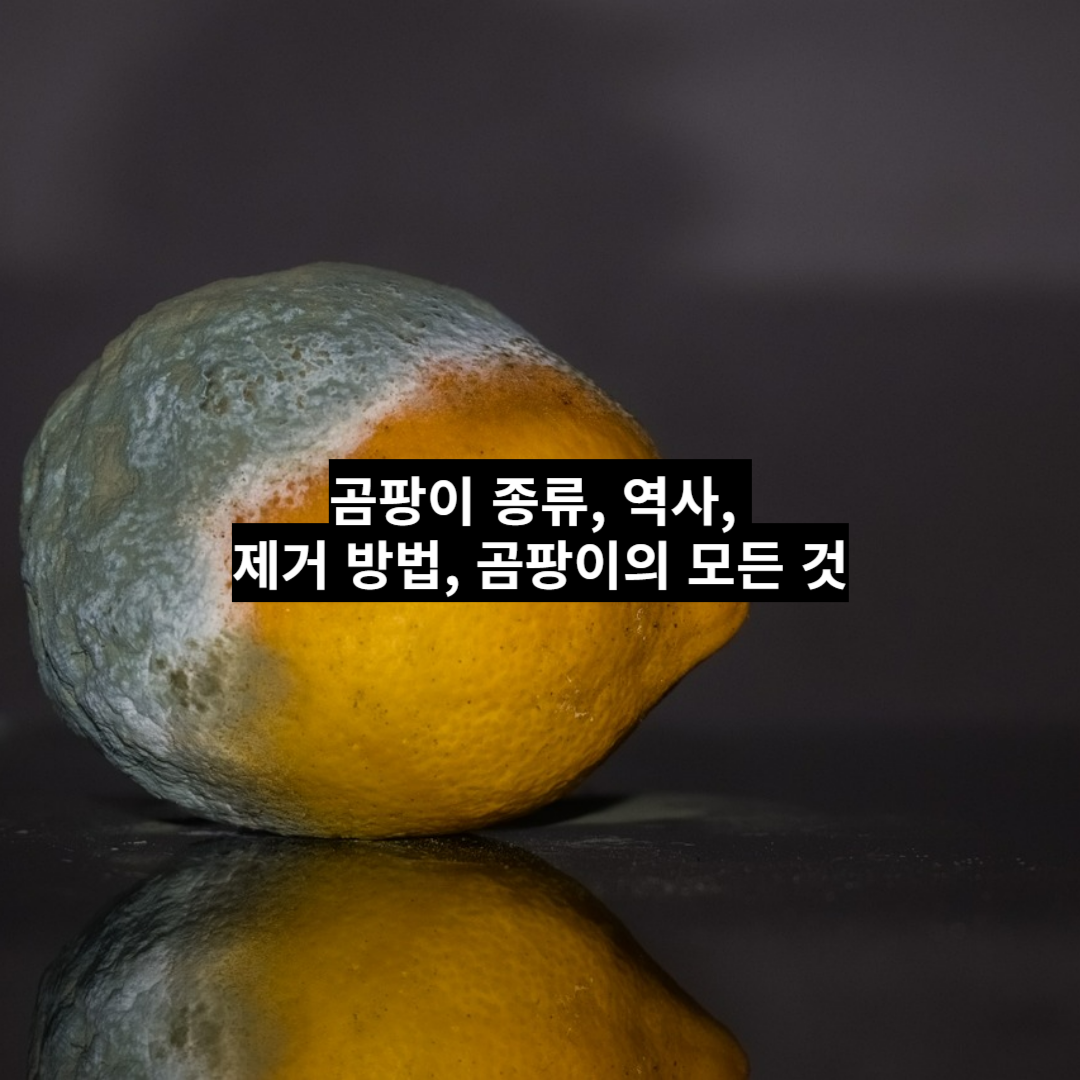 곰팡이 종류 곰팡이에 대한 모든 것 곰팡이 제거