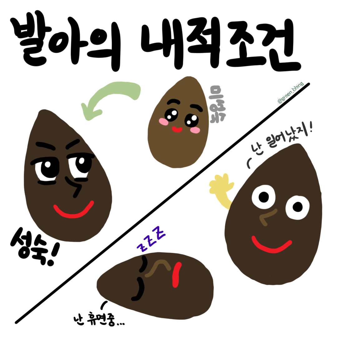 재배 종자의 발아 씨앗에서 새싹으로